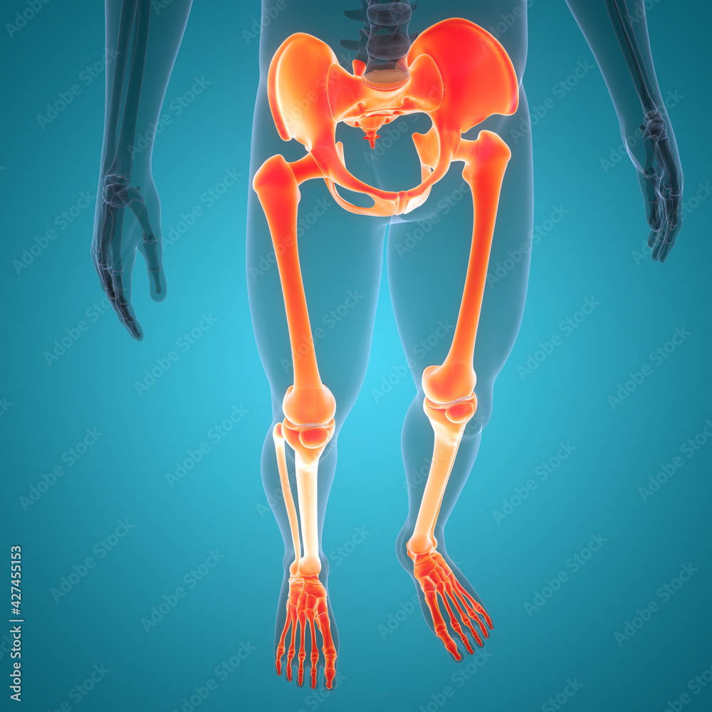 Human Skeleton System Upper Limbs Bone Joints Anatomy Stock ...