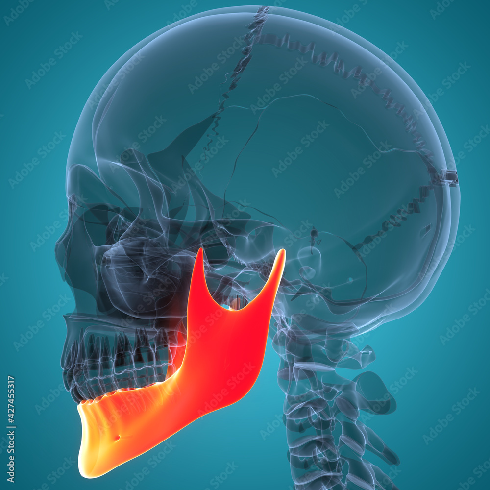 Human Skeleton System Skull Bone Parts Mandible Anatomy Stock ...