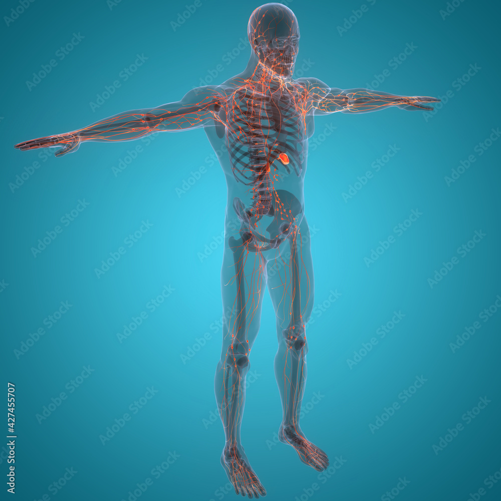 Human Internal System Lymph Nodes Anatomy Stock Illustration | Adobe Stock