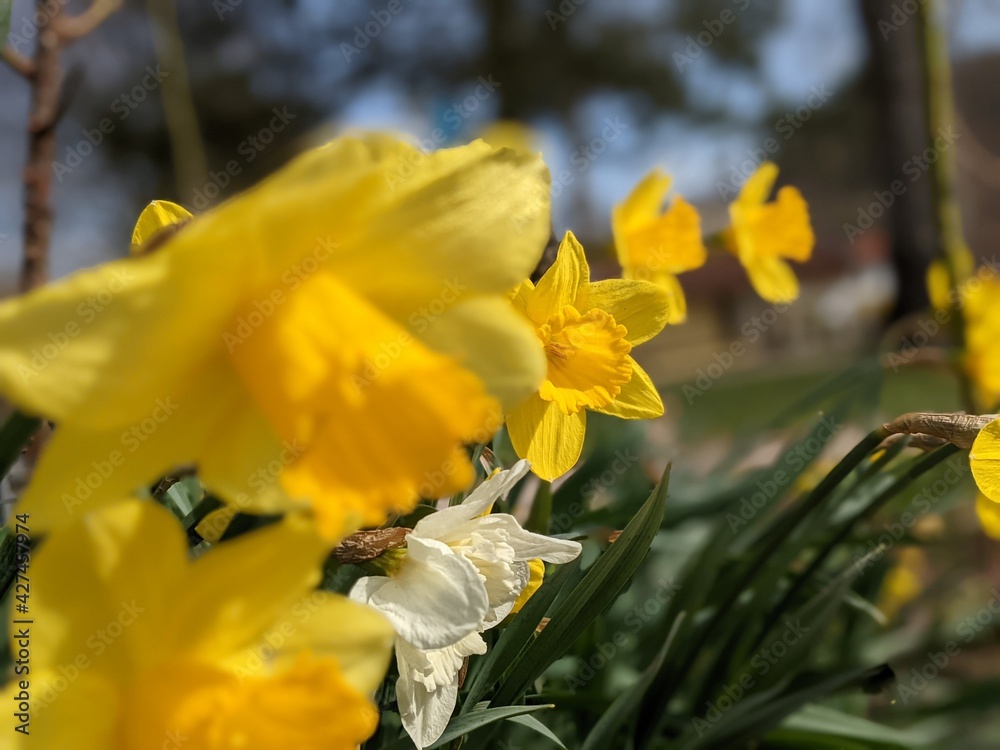 Narzissen Stock Photo | Adobe Stock