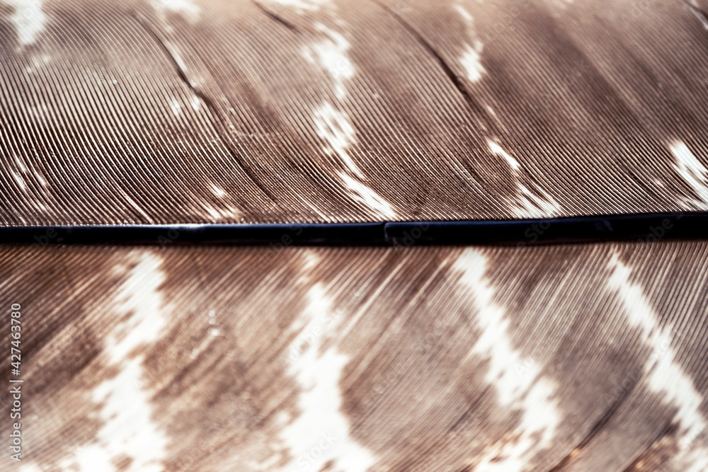 Bird feather texture close up, abstract background Stock Photo | Adobe ...