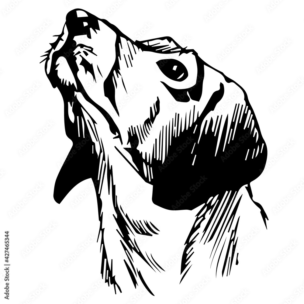 Vector illustration of dog looking up.Dog head ink drawing imitation ...