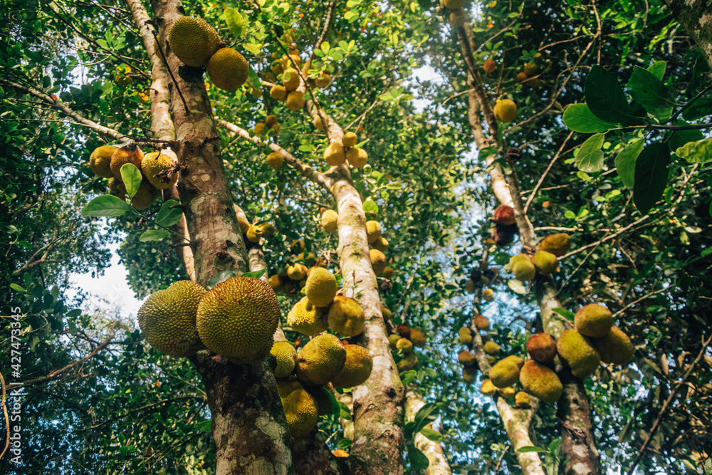 jackfruit tree Stock Photo | Adobe Stock
