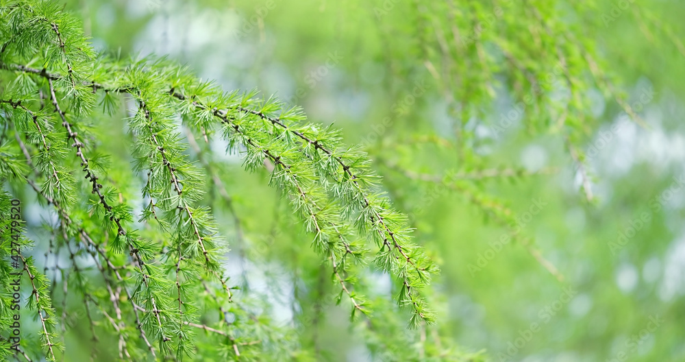 fluffy green larch branches of tree Larix decidua, European Larch tree ...