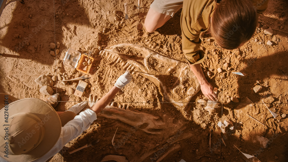 Top-Down View: Two Great Paleontologists Cleaning Newly Discovered ...