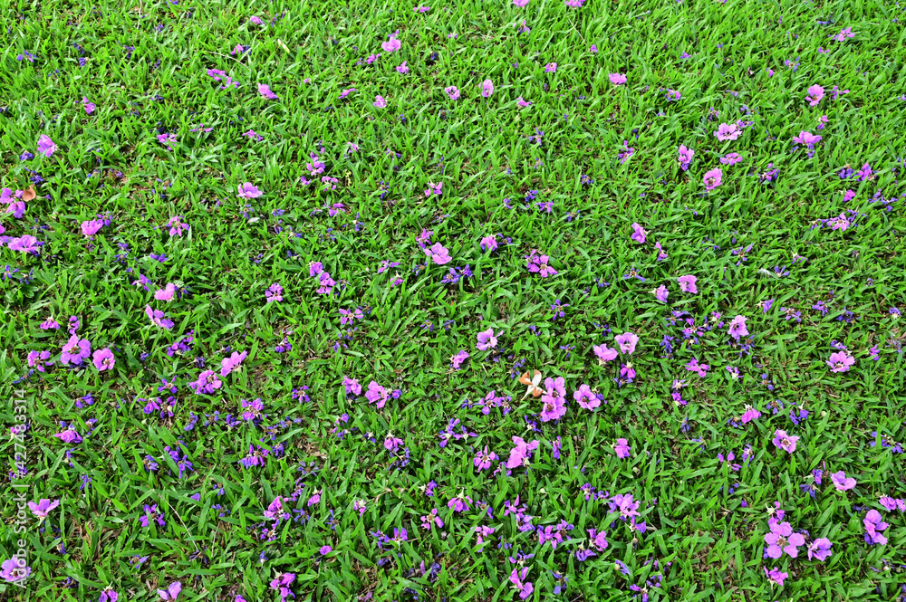 Queen's Flower, Queen's crape myrtle, Pride of India, Jarul, Pyinma or ...