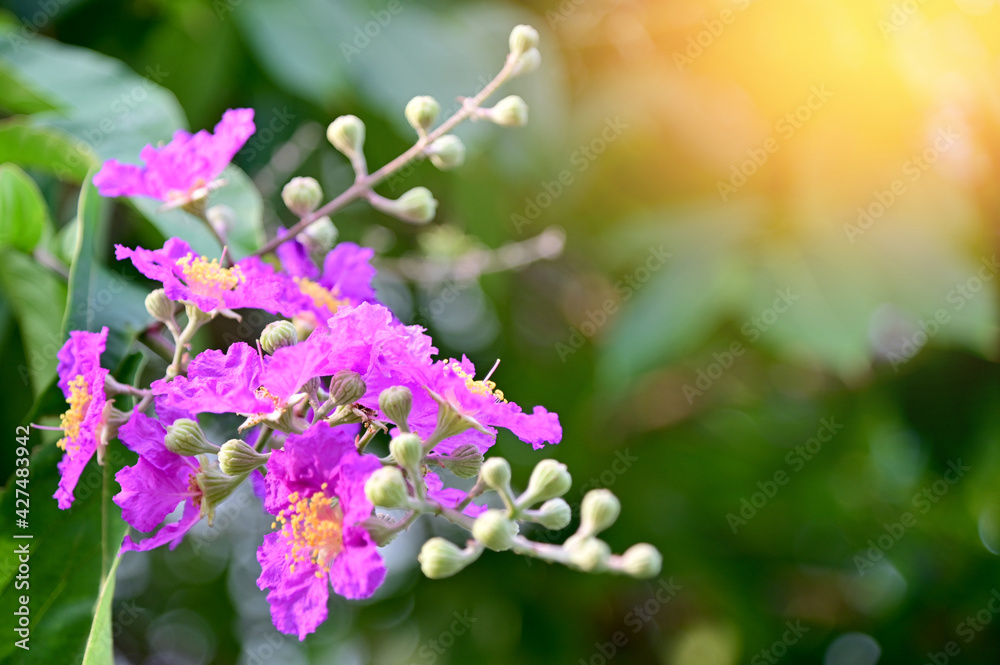 Queen's Flower, Queen's crape myrtle, Pride of India, Jarul, Pyinma or ...