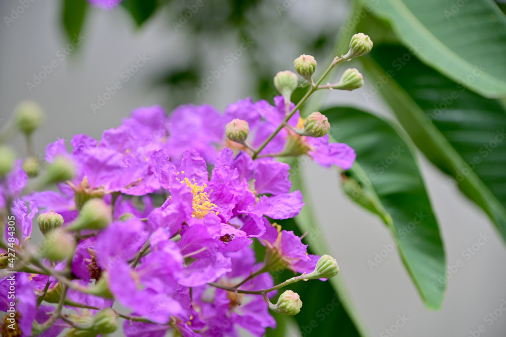 Queen's Flower, Queen's crape myrtle, Pride of India, Jarul, Pyinma or ...