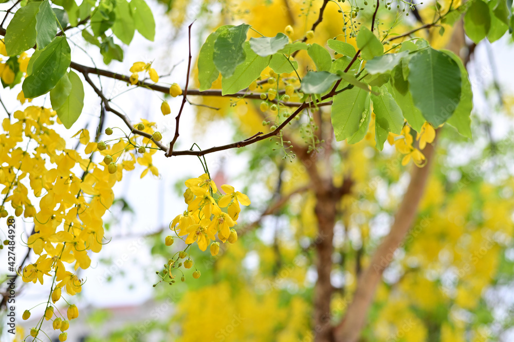 Golden Shower Tree, Cassia fistula beautiful yellow flowers and green ...