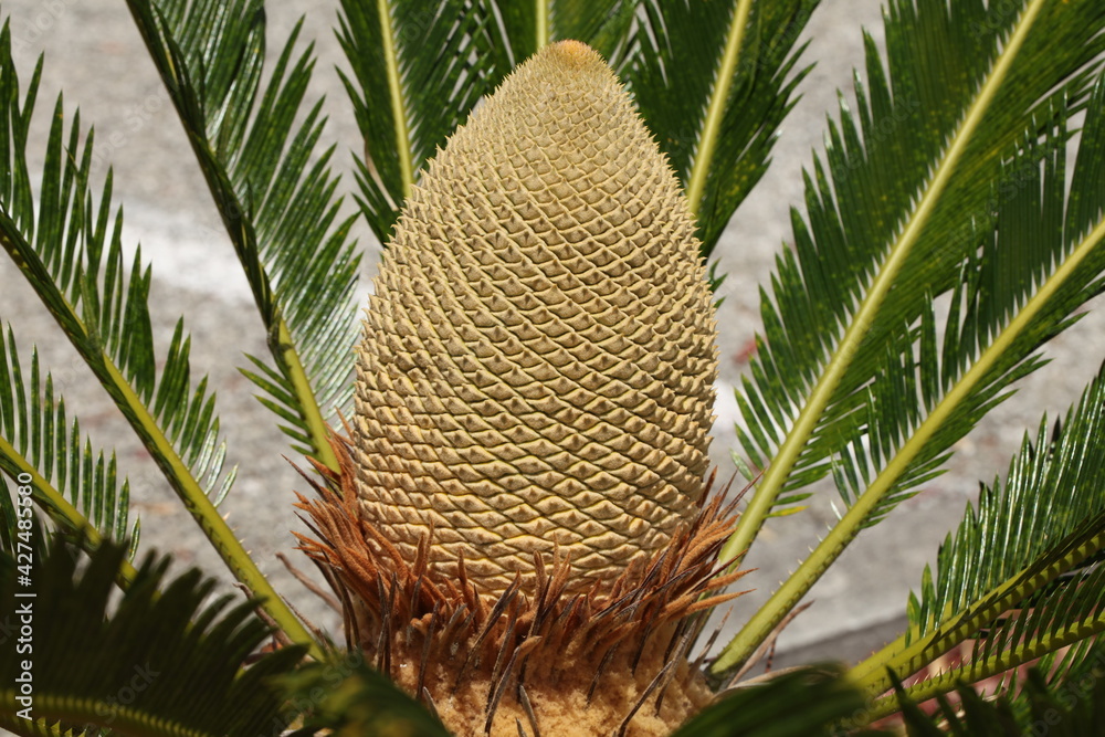 Foto de Cycas revoluta Japanese Sago Palm is a species of gymnosperm in ...