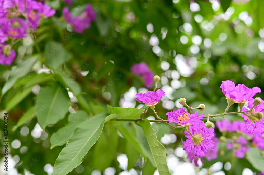 Queen's Flower, Queen's crape myrtle, Pride of India, Jarul, Pyinma or ...