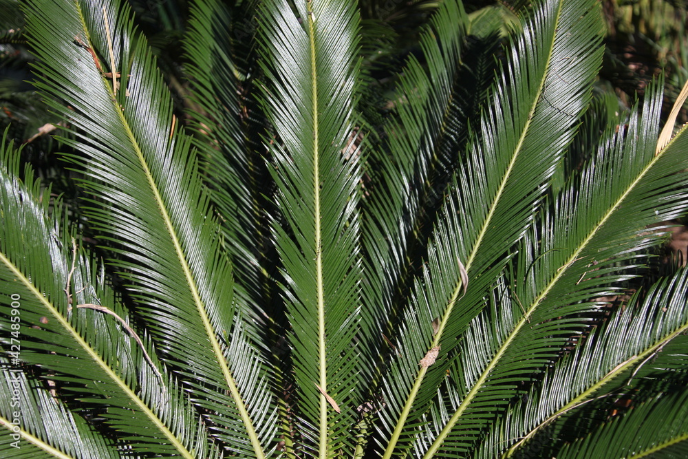 Cycas revoluta Japanese Sago Palm is a species of gymnosperm in the ...