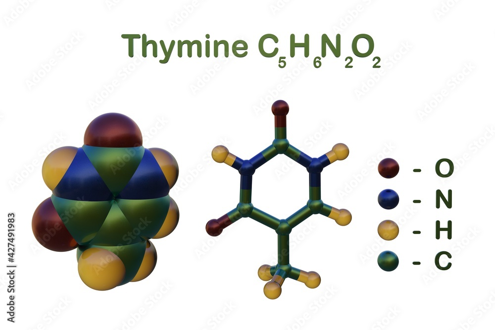 Structural chemical formula and molecular model of thymine, one of the ...