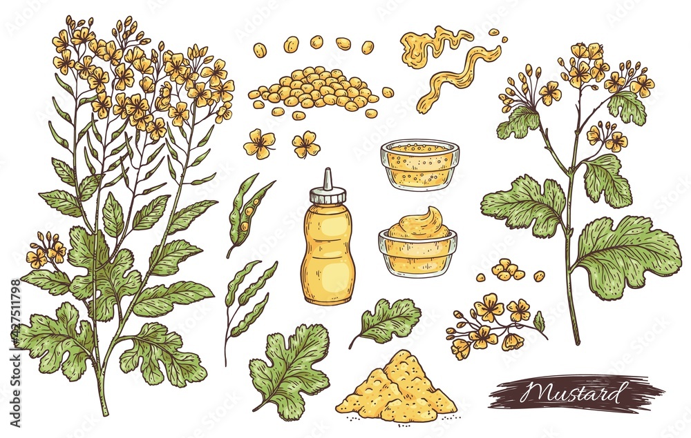 Mustard Plant Parts