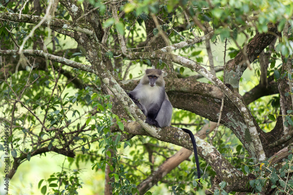Foto de Monkey in the Hluhluwe Imfolozi Game Reserve. African safari ...