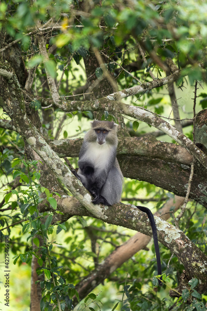 Monkey in the Hluhluwe Imfolozi Game Reserve. African safari. Samango ...