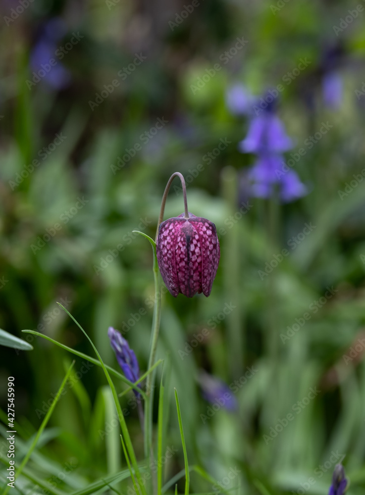 Purple chequered Snake's Head Fritillary flowers grow wild in the grass ...