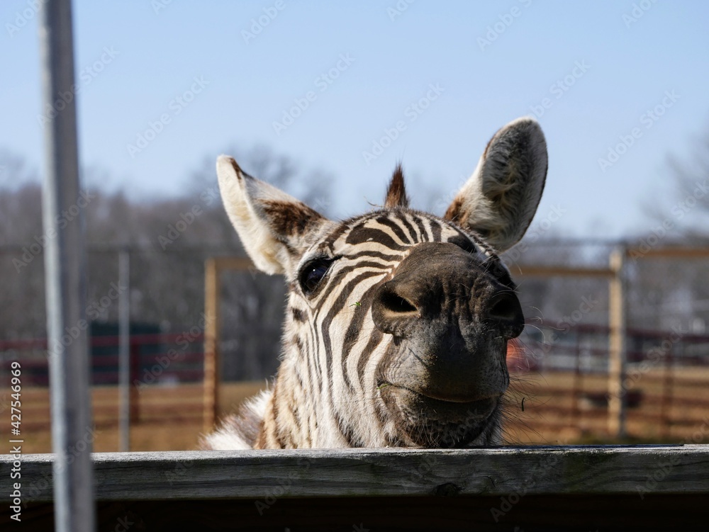 portrait of a zebra Stock Photo | Adobe Stock