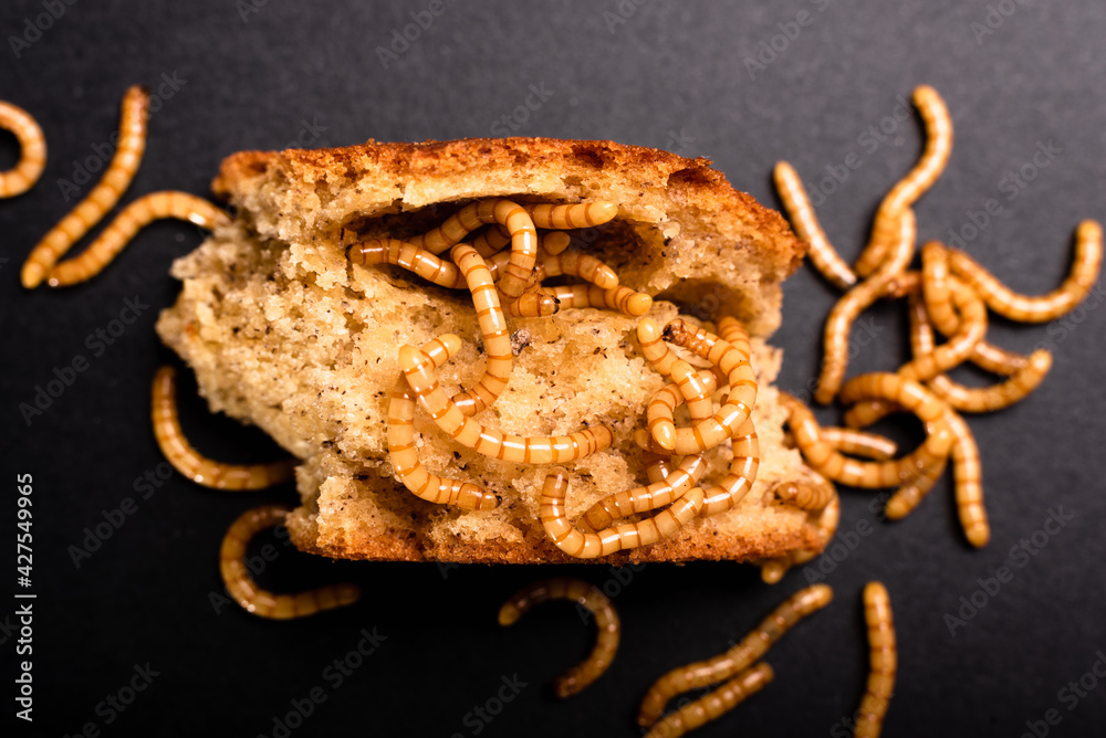 Meat worms on old bread, eating it and moving, Tenebrio molitor Stock ...
