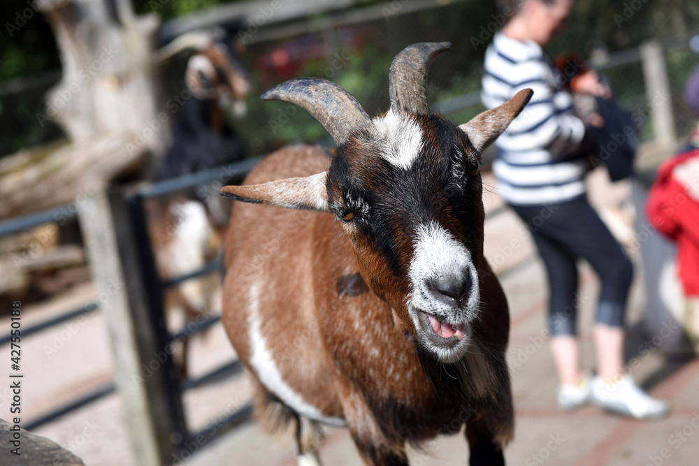 Ziege im Tierpark Hagenbeck in Hamburg, Deutschland, Europa - Goat in ...