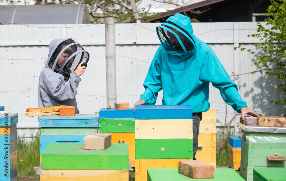 Dad and son on the apiary. Family agribusiness. boy records video as ...