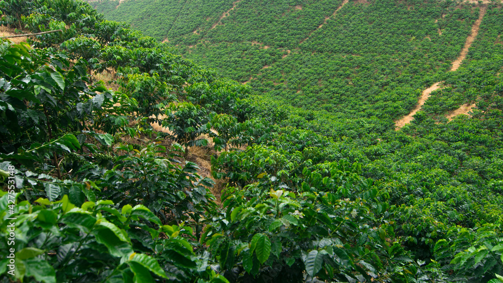 Café - Cafetales de Colombia Cultivos de café Stock Photo | Adobe Stock