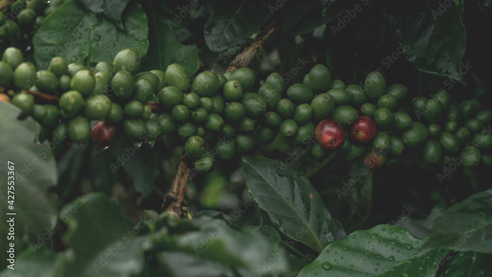 Café - Cafetales de Colombia Cultivos de café Stock Photo | Adobe Stock