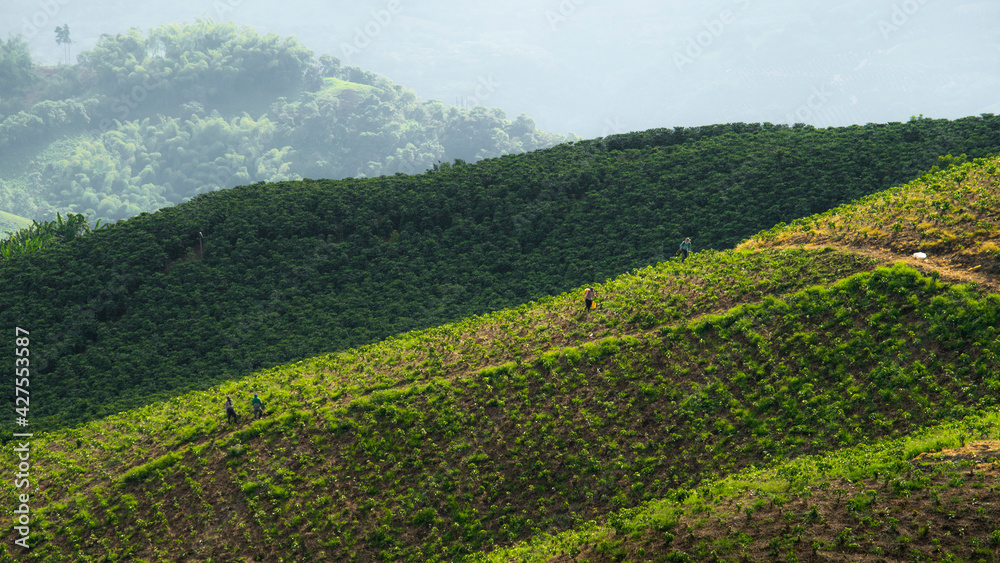 Café - Cafetales de Colombia Cultivos de café Stock Photo | Adobe Stock