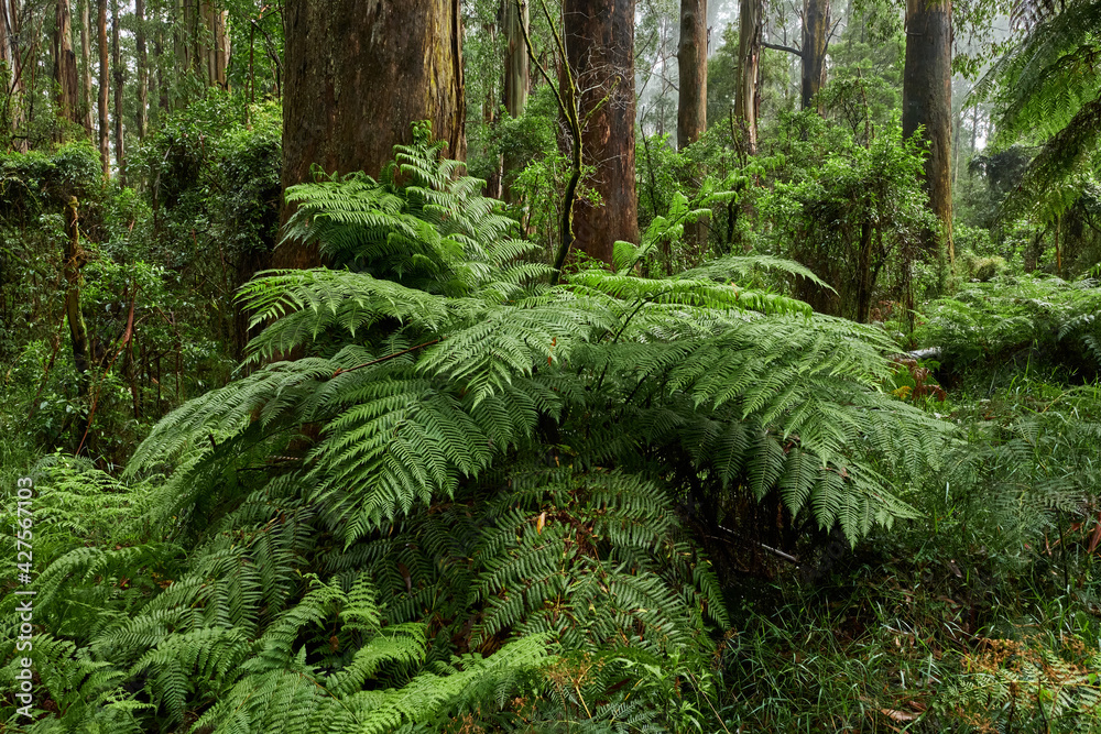 The tree ferns are the ferns that grow with a trunk elevating the ...