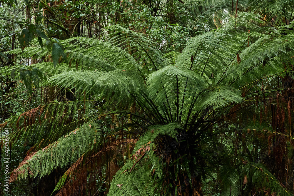 The tree ferns are the ferns that grow with a trunk elevating the ...