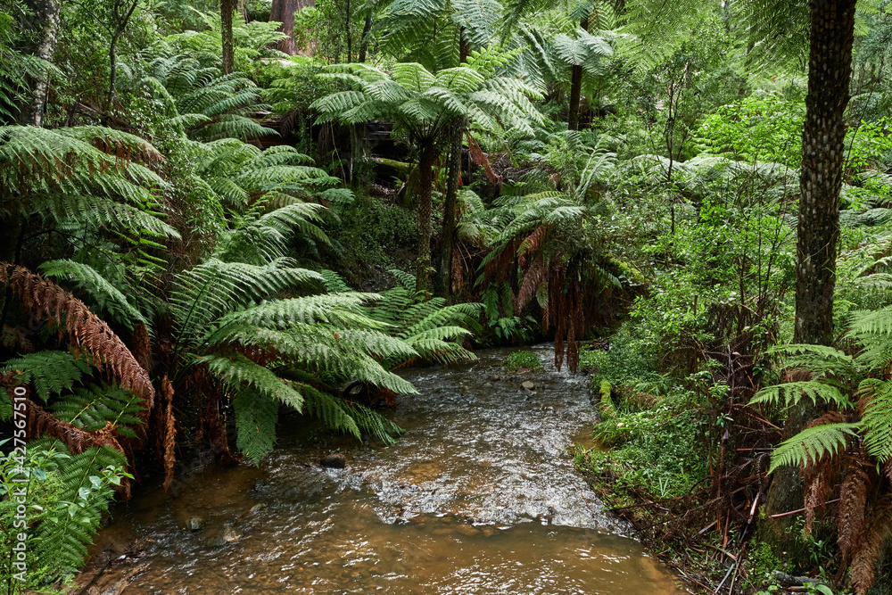 The tree ferns are the ferns that grow with a trunk elevating the ...