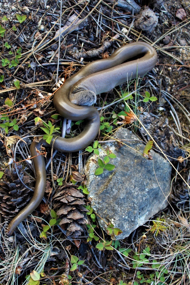 Rubber Boa (Charina bottae) eating a mouse in the forest in the Frank ...