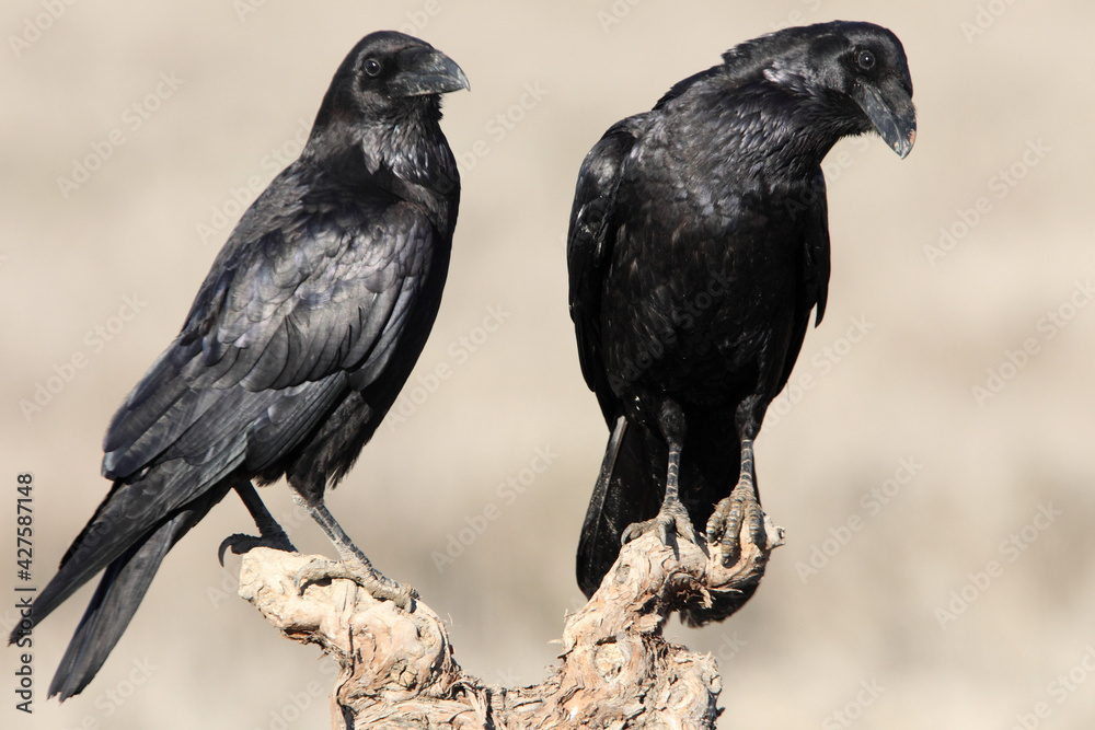 Male and female Common raven in mating courtship with early daylight ...