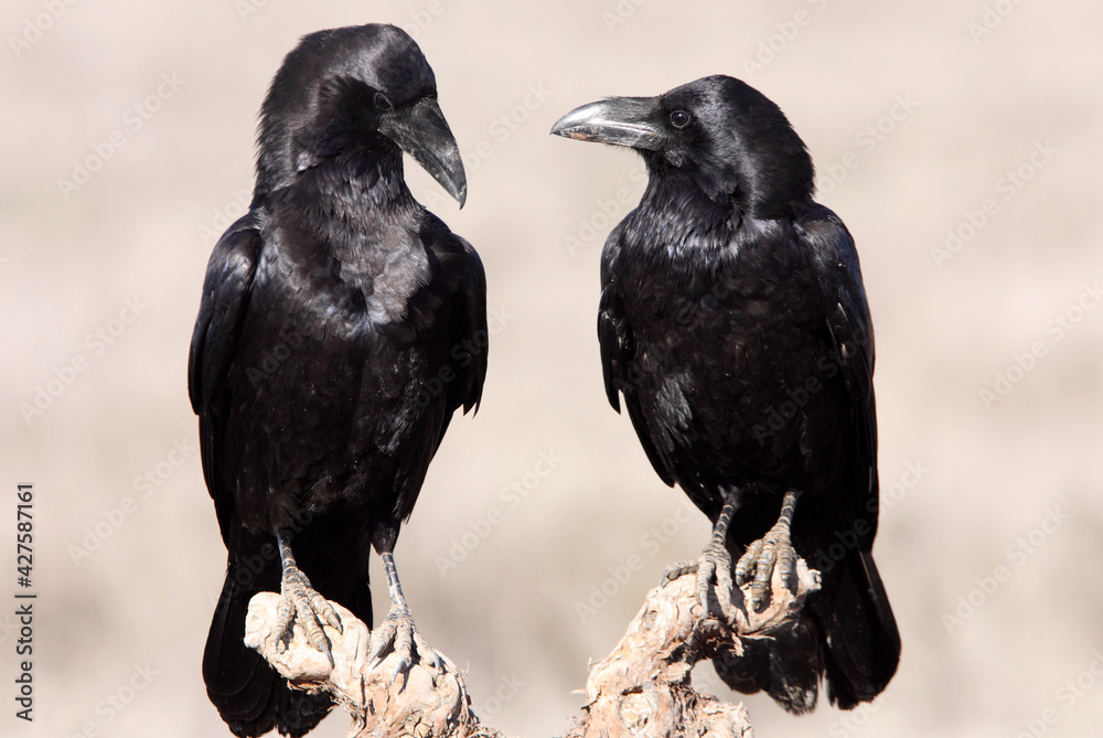 Male and female Common raven in mating courtship with early daylight ...