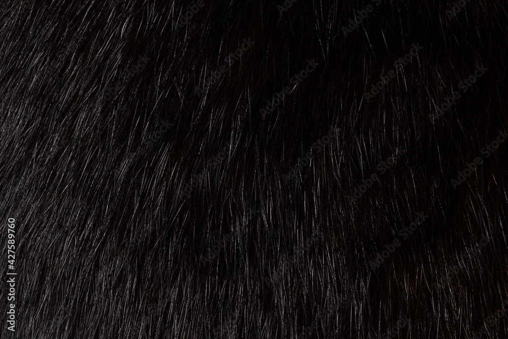 Texture of a black cat's fur Stock Photo | Adobe Stock