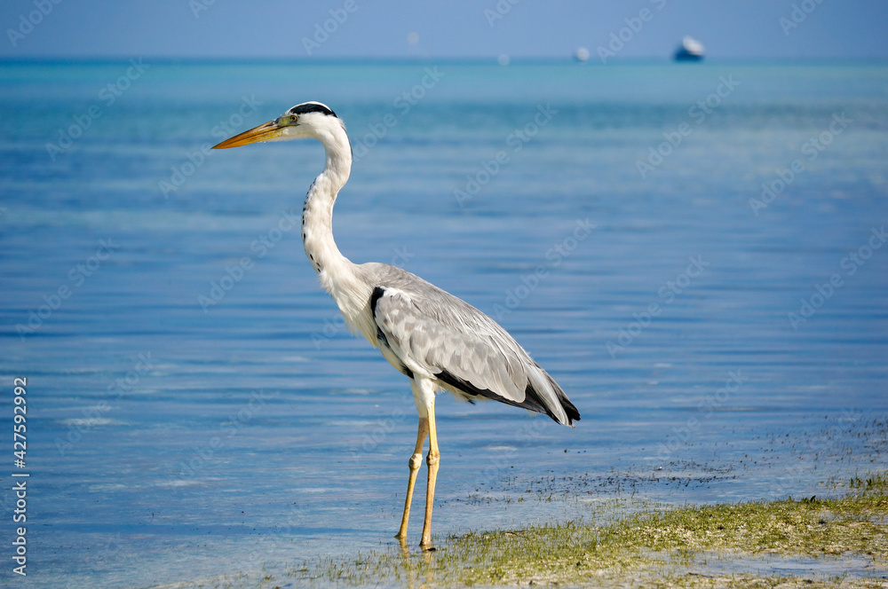 Grey heron fishing on the beach on Maldives island. blue lagoon in the ...