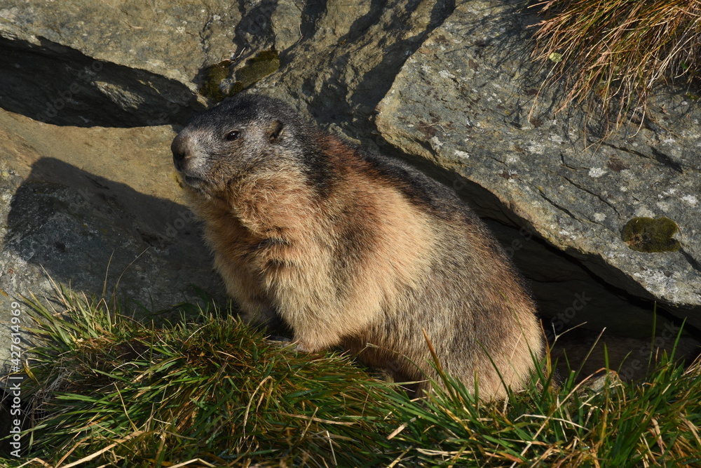 Murmeltier, Murmeltiere, putzig, Munggen, Mankei, Erdhörnchen, Marmota ...