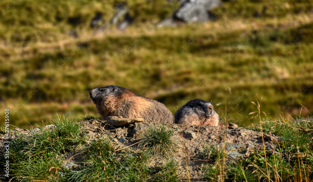 Murmeltier, Murmeltiere, putzig, Munggen, Mankei, Erdhörnchen, Marmota ...