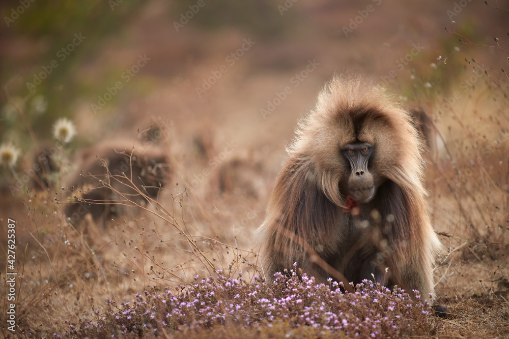 Gelada Baboon - Theropithecus gelada, beautiful endemic ground primate ...