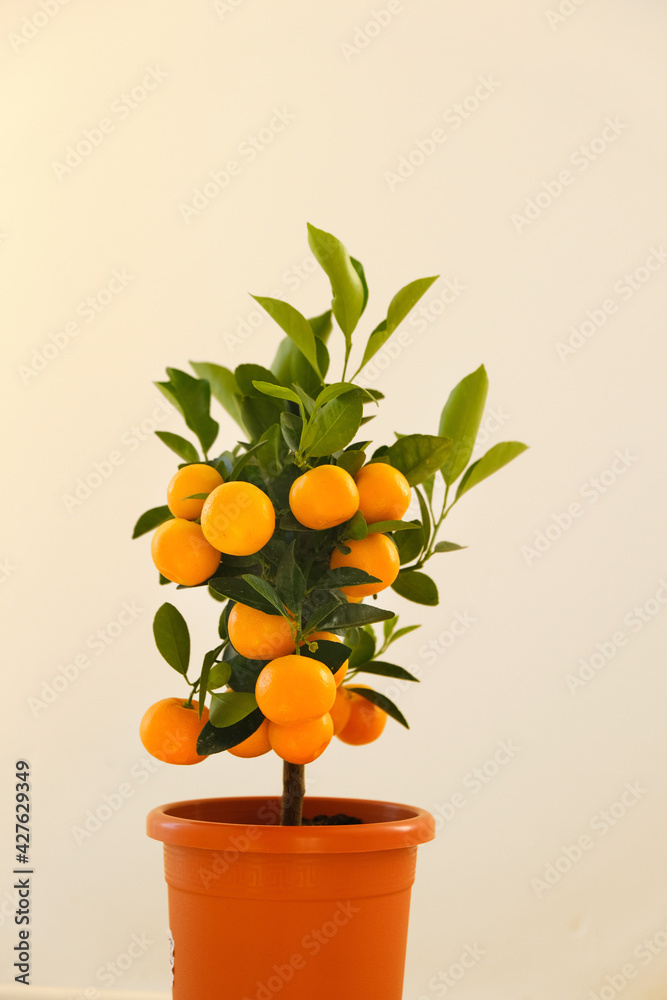 Tangerine Tree