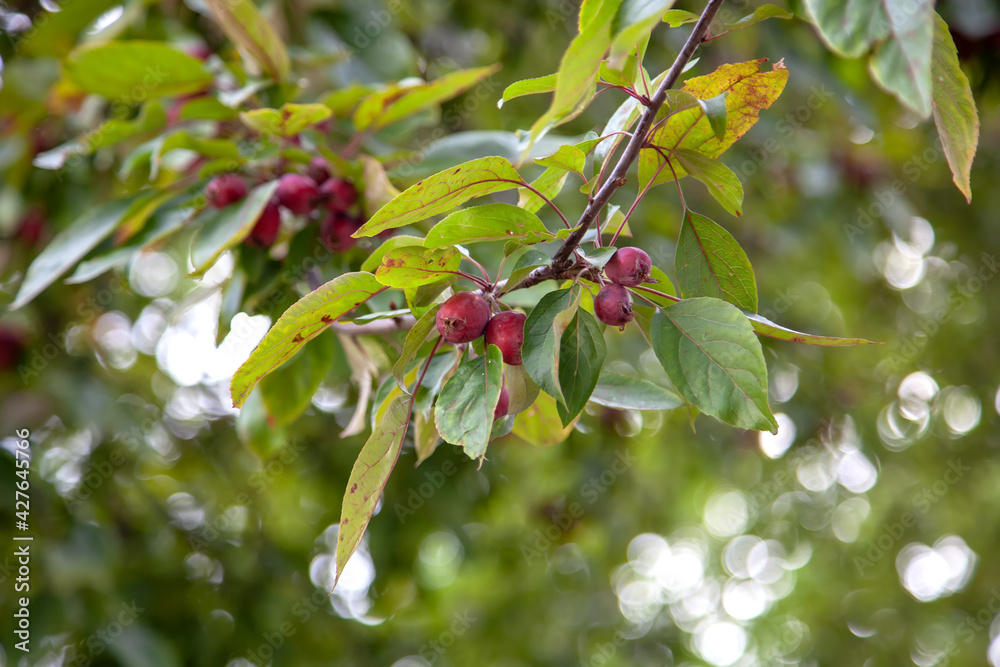 Small red apples ripen on a tree branch on a blurry green background ...