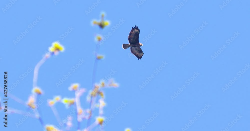 Majestic buzzard birds of prey raptor hawks slow motion soaring ...