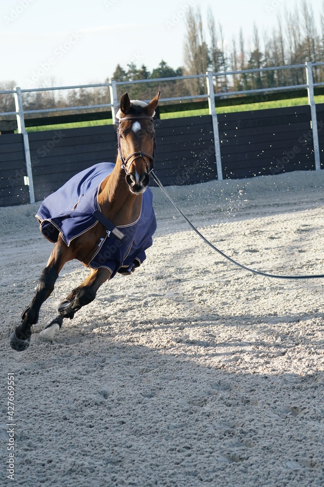 warmblood mare galloped during lunging Stock Photo | Adobe Stock