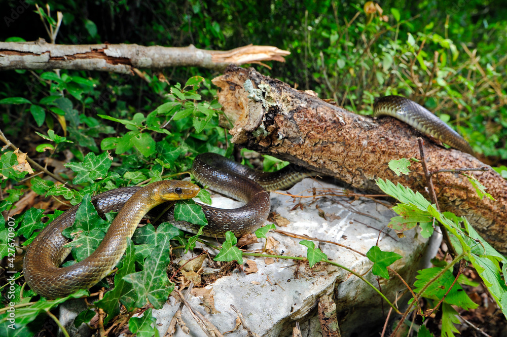 Aesculapian snake from Croatia // Äskulapnatter aus Kroatien (Zamenis ...