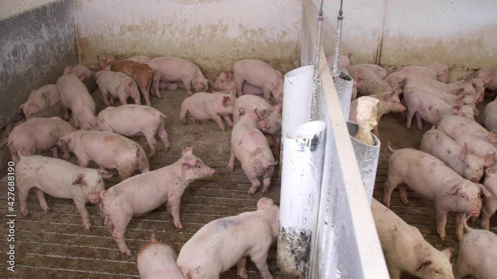 Pig farm with many pigs. Modern agricultural pigs farm. Dirty pigs are ...