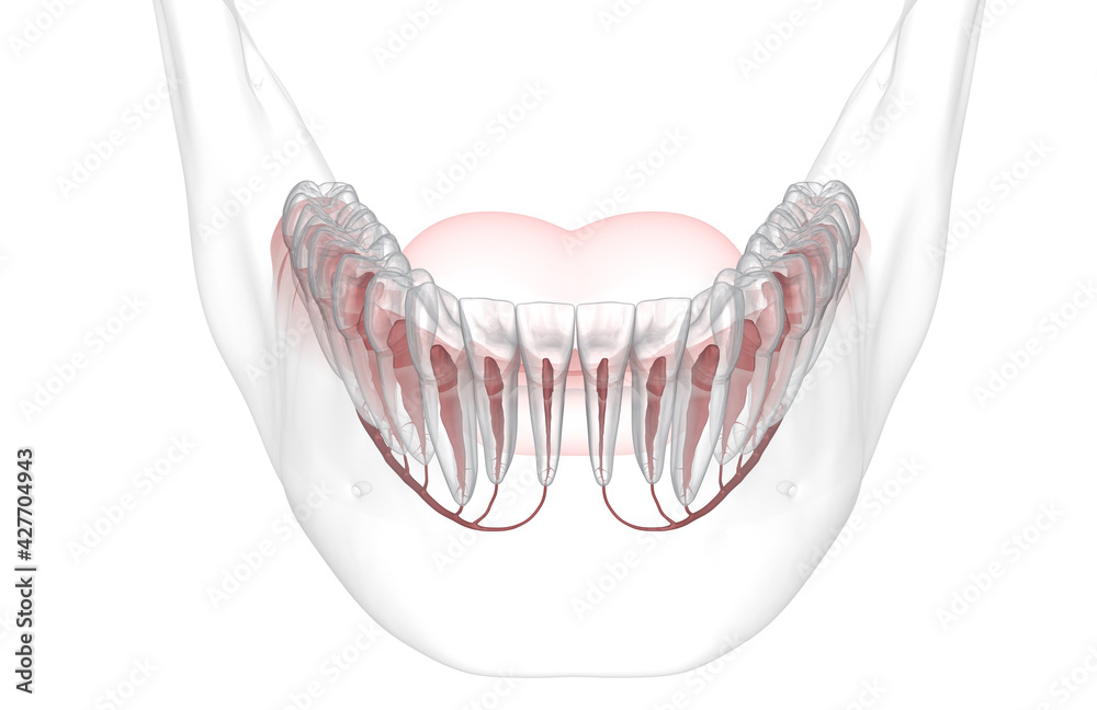 Dental root anatomy, Xray view. Medically accurate dental 3D ...