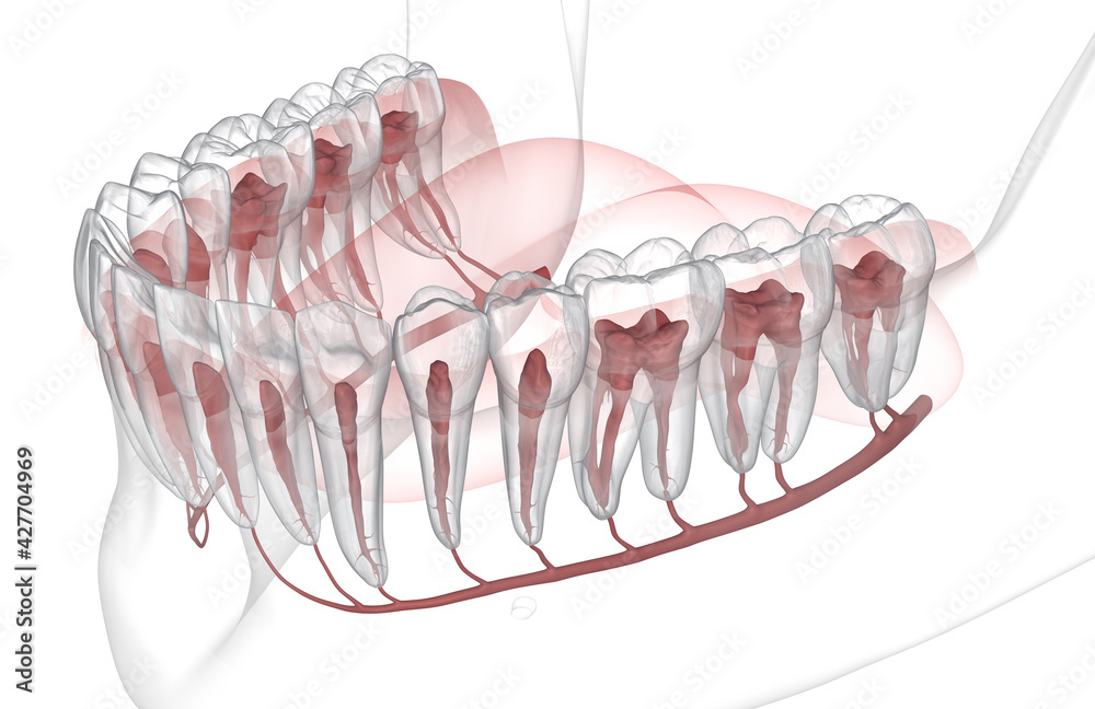 Dental root anatomy, Xray view. Medically accurate dental 3D ...