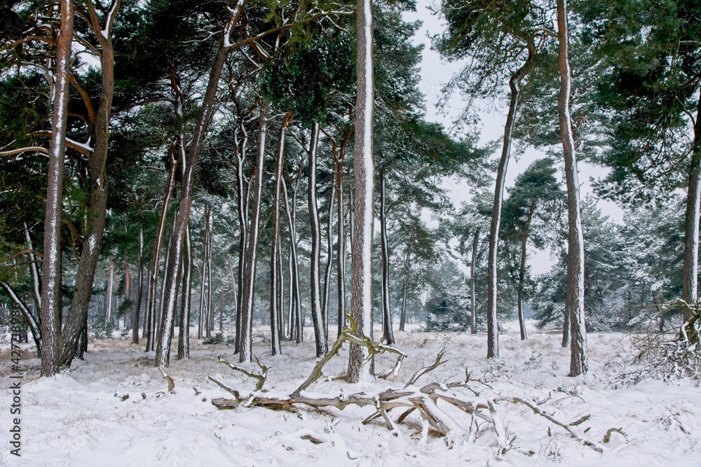 Snow on pine tree in National Park de Hoge Veluwe in the Netherlands ...