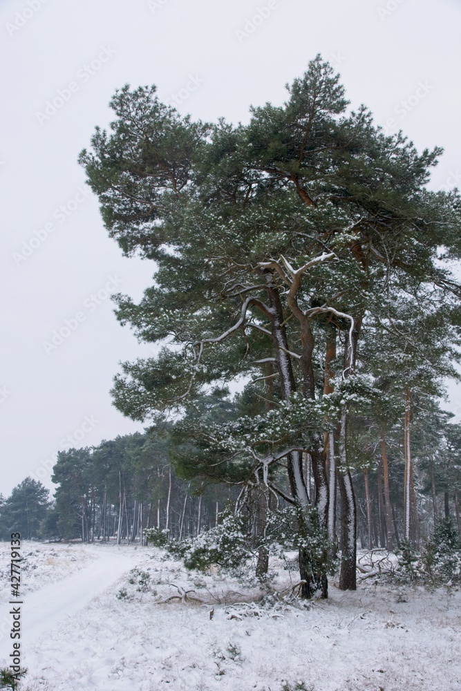 Snow on pine tree in National Park de Hoge Veluwe in the Netherlands ...