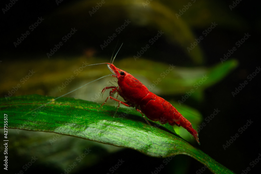 Red neocaridina shrimp fire pet aquarium freshwater nature macro Stock ...